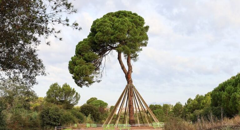 Pino de Xandri, símbolo de Sant Cugat.